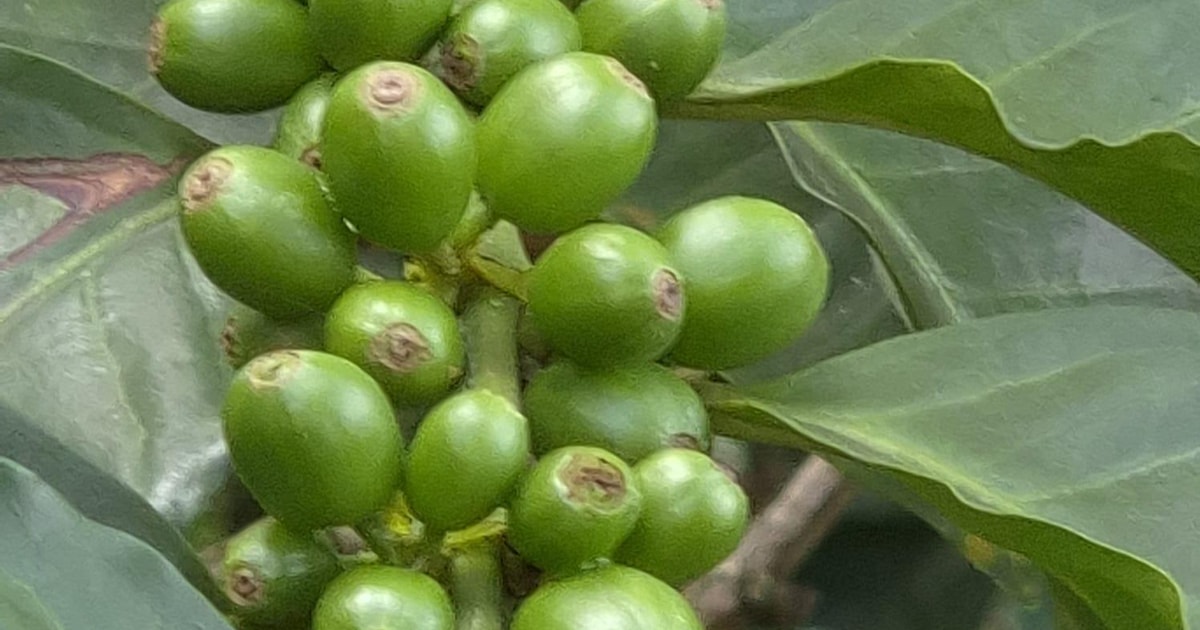 El Cafetal Agroecological Observatory - Coffee Farm Tour | GetYourGuide