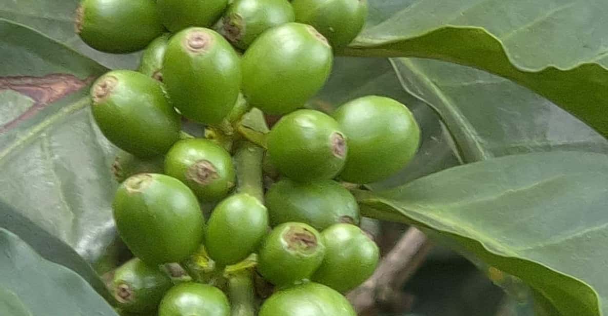 Observatório Agroecológico El Cafetal - Tour pela fazenda de café ...