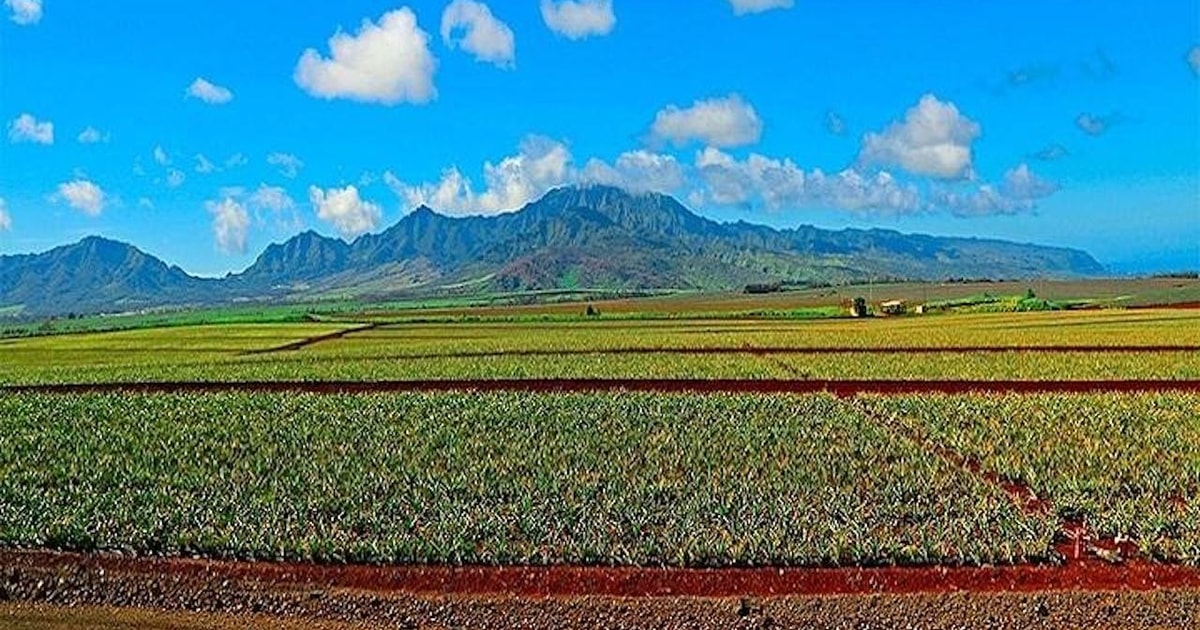 Desde Kona Experiencia en la Isla del Gran Círculo de Oahu | GetYourGuide