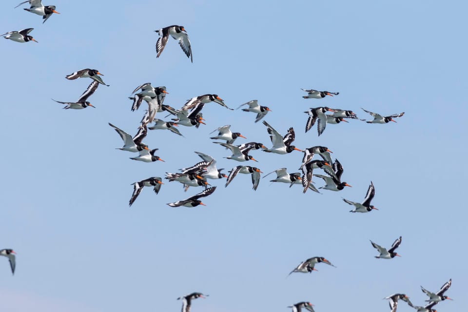 Birdwatching Boat Tour in the Tagus Estuary | GetYourGuide