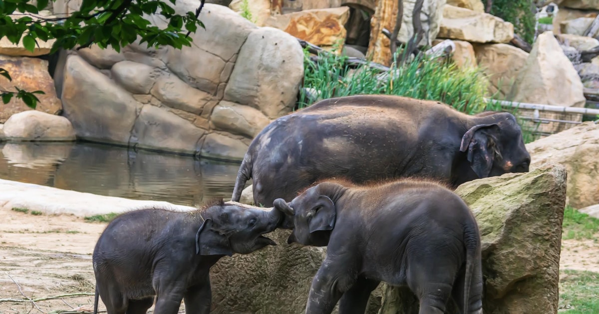 Entradas y traslados privados sin esperas para el zoo de Praga ...