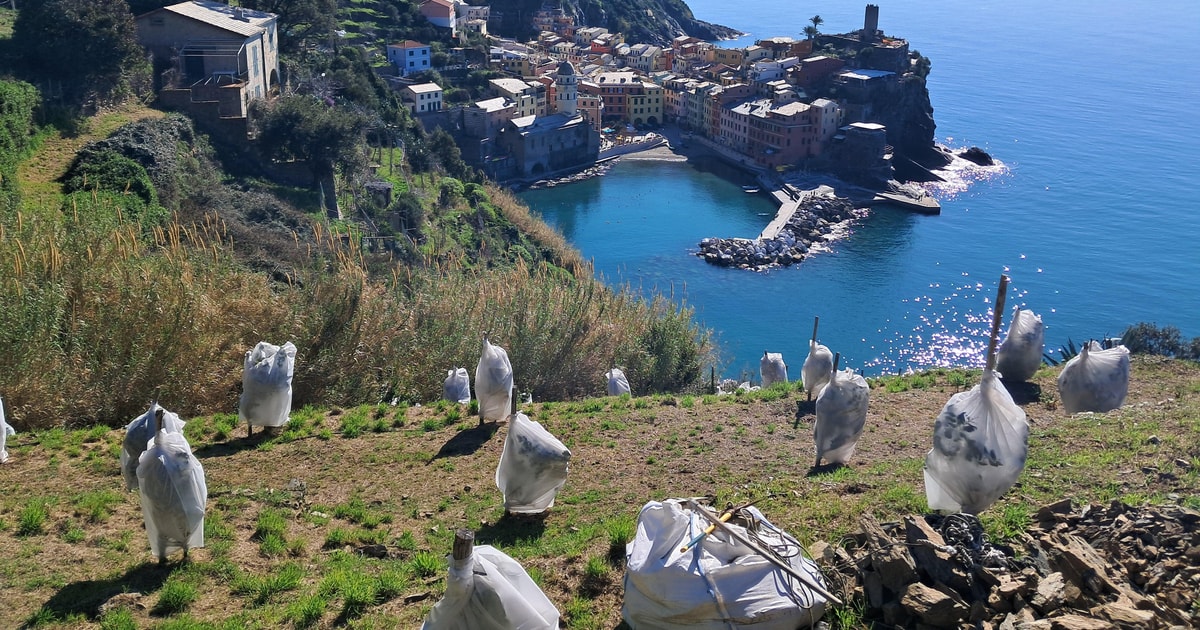 Citrontur med limoncino-smagning i Vernazza (Cinque Terre) | GetYourGuide
