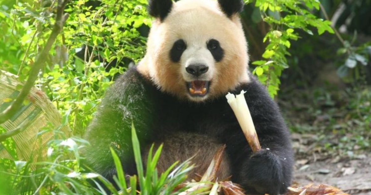 Chengdu: privétour bij de panda-basis met gids | GetYourGuide