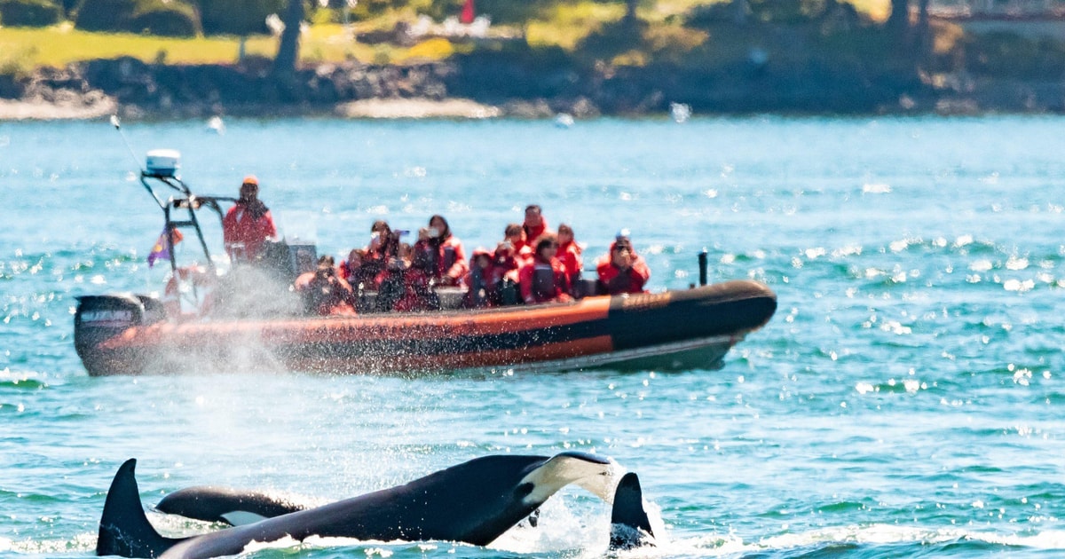 Victoria: 3-uur Zodiac walvistour | GetYourGuide