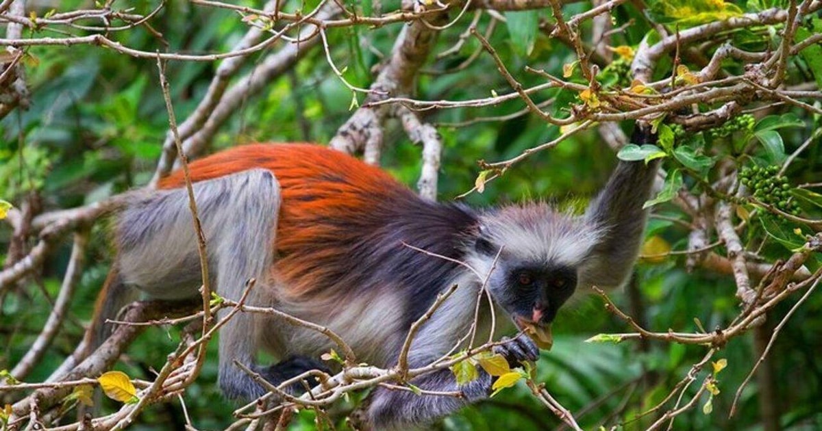 Zanzibar: half-day Trip on Jozani Forest | GetYourGuide