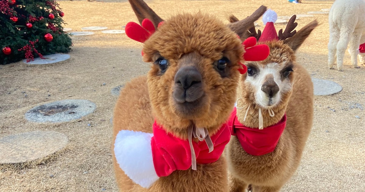 Seoul: Alpaca land, Nami Tour (Optional Gangchon Railbike) | GetYourGuide
