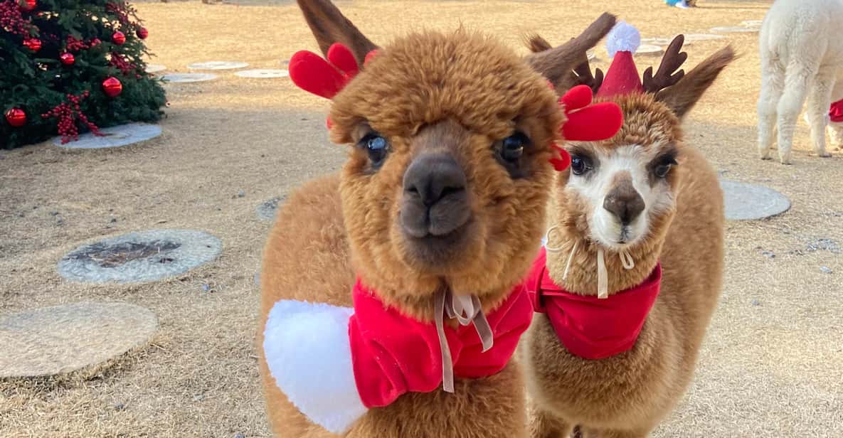 Seoul: Alpaca land, Nami Tour (Optional Gangchon Railbike) | GetYourGuide