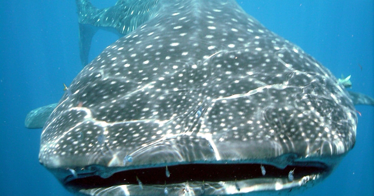 Tour di snorkeling con gli squali balena | GetYourGuide