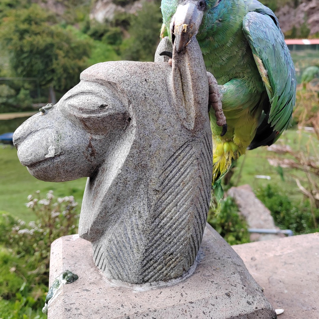 Cusco: Cochahuasi Animal Sanctuary Tour with Rescued Animals | GetYourGuide