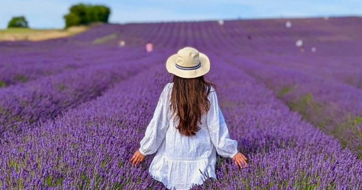 Baku-Gabala-Shamakhi-Tufandag -Nohur lake - Lavender fields | GetYourGuide