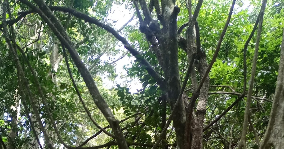 Karura forest: A walking tour into Nairobi's Nature Oasis | GetYourGuide