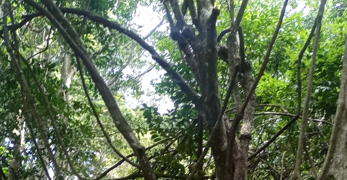 Karura forest: A walking tour into Nairobi's Nature Oasis | GetYourGuide