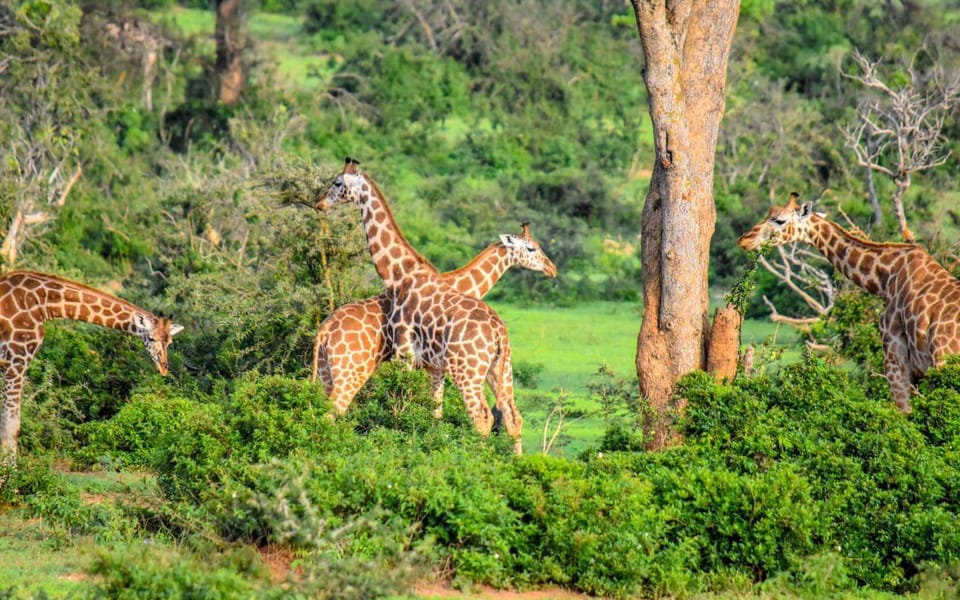18 Days African Jungle Safari Tour | GetYourGuide