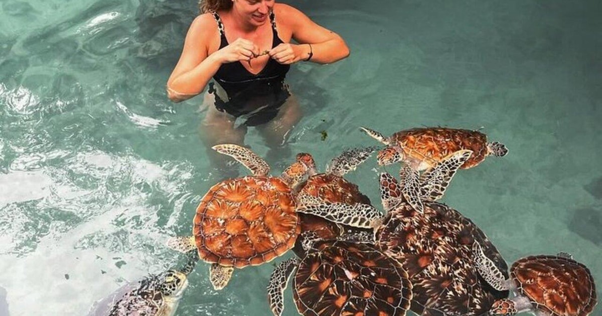 Zanzibar: Sea Turtle Swim at Salam Cave in Kizimkazi Village | GetYourGuide