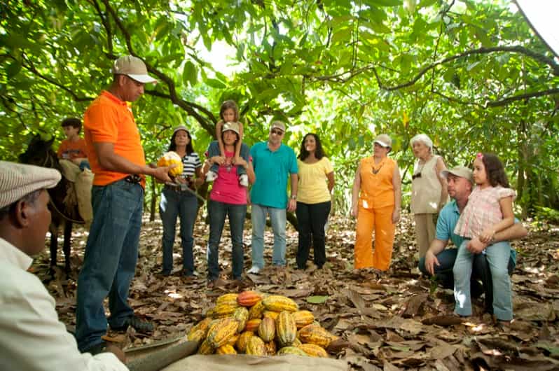 Dominican Republic Cacao Plantation Tour | GetYourGuide
