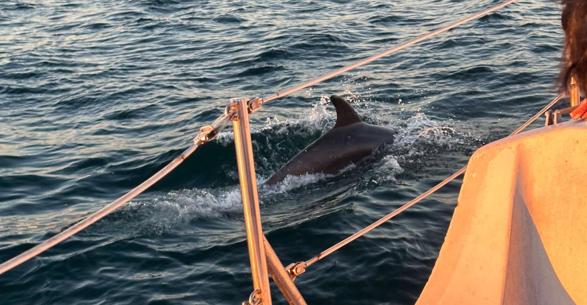 Dolphin Sighting Sunset Tour | Water Activity in Los Angeles