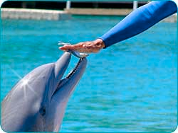 Ocho Rios: Halbtägiges Delfin-Training | GetYourGuide