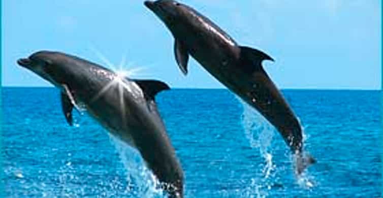 Ocho Rios: Halbtägiges Delfin-Training | GetYourGuide