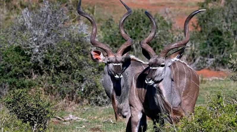Safari na Reserva de Vida Selvagem de Addo e no Parque de Elefantes de ...