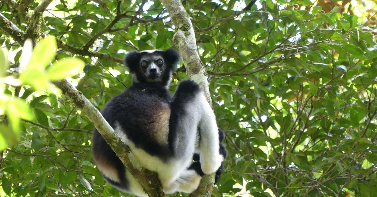Madagascar: Viaje de Naturaleza y Descubrimiento | GetYourGuide