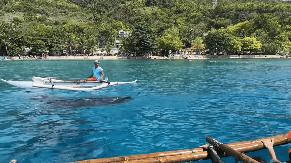 Cebu:Whale Shark Encounter &Moalboal Sardines &Turtle Thrill | GetYourGuide