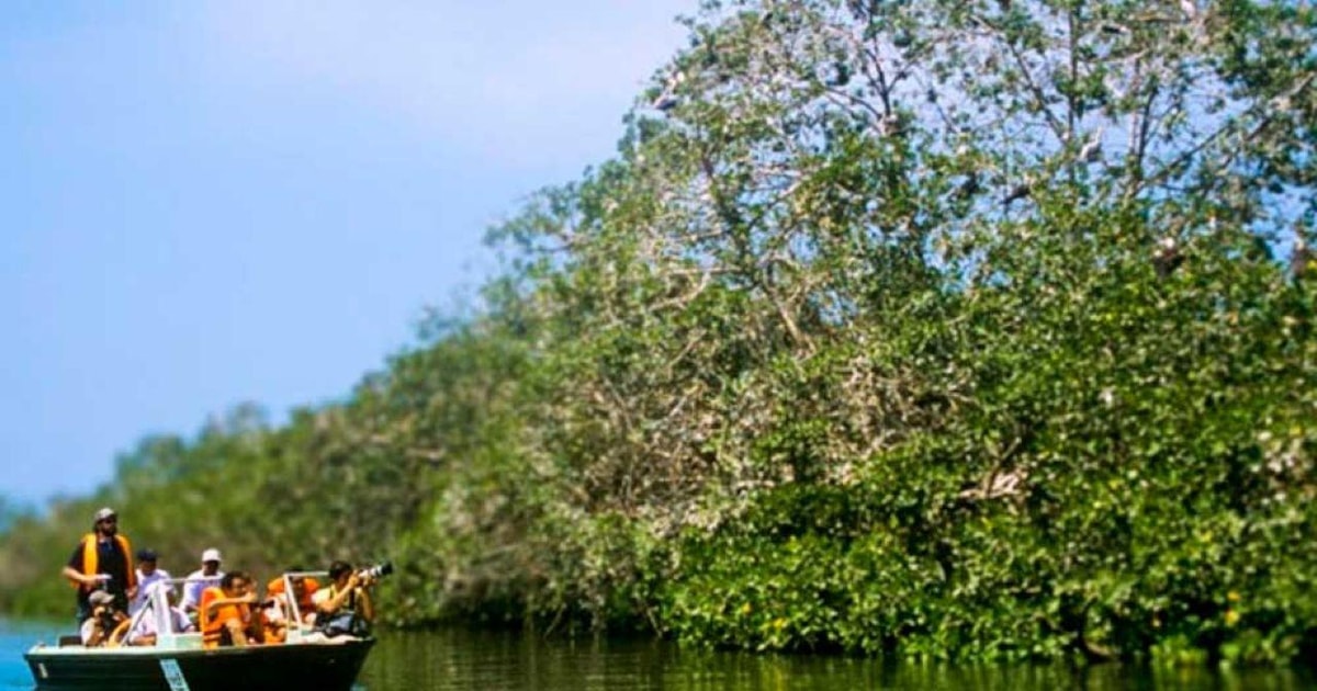 Tumbes: Puerto Pizarro Mangroven en Eilanden Tour | GetYourGuide