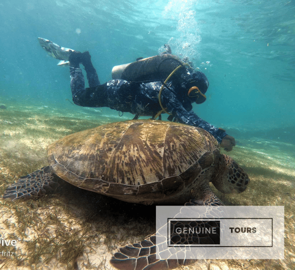 Moalboal: Scuba Diving with the Sardine and Sea Turtles | GetYourGuide