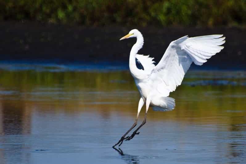 Palo Verde: Tempisque River Wildlife Safari with Lunch | GetYourGuide