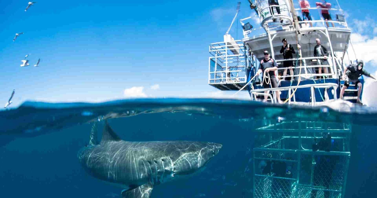 Shark Cage Diving with transport from Cape Town | GetYourGuide