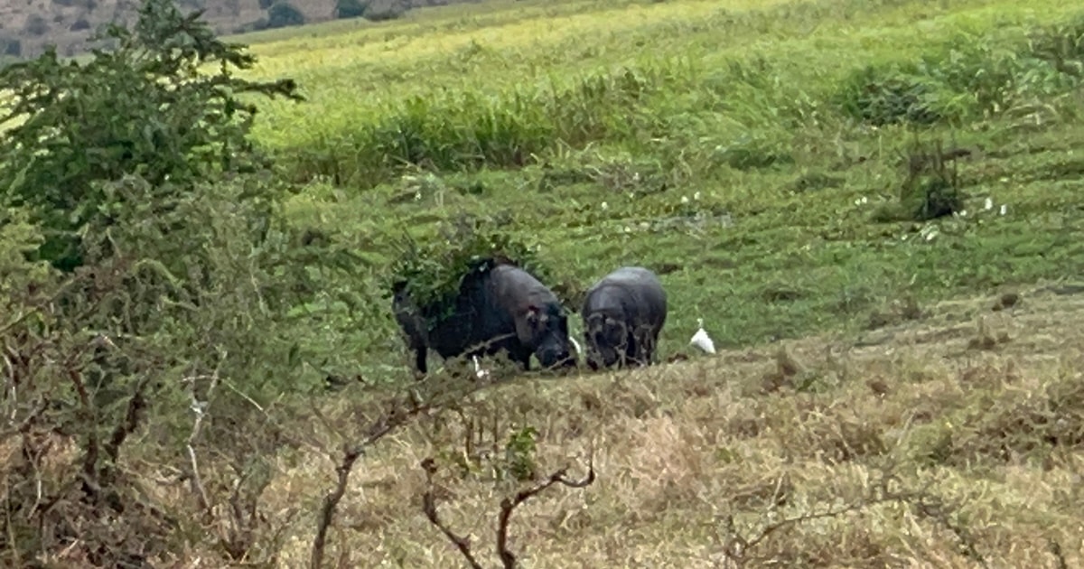 4 Day Rwanda Wildlife Safari & Gorilla Trekking Trip | GetYourGuide