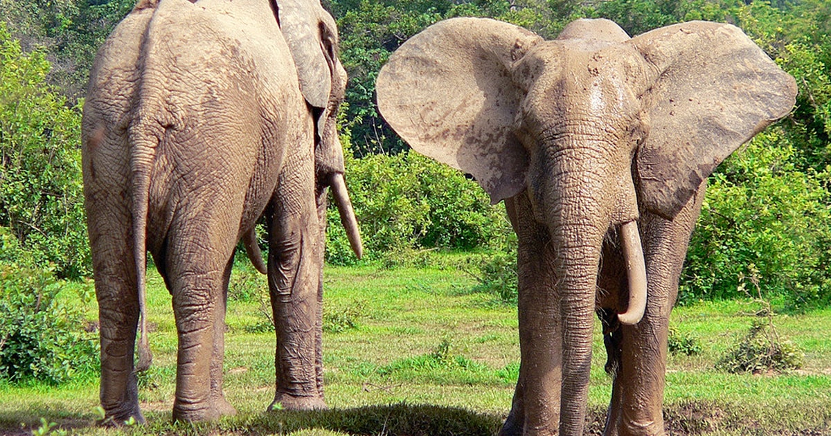 Mole National Park Safari | GetYourGuide