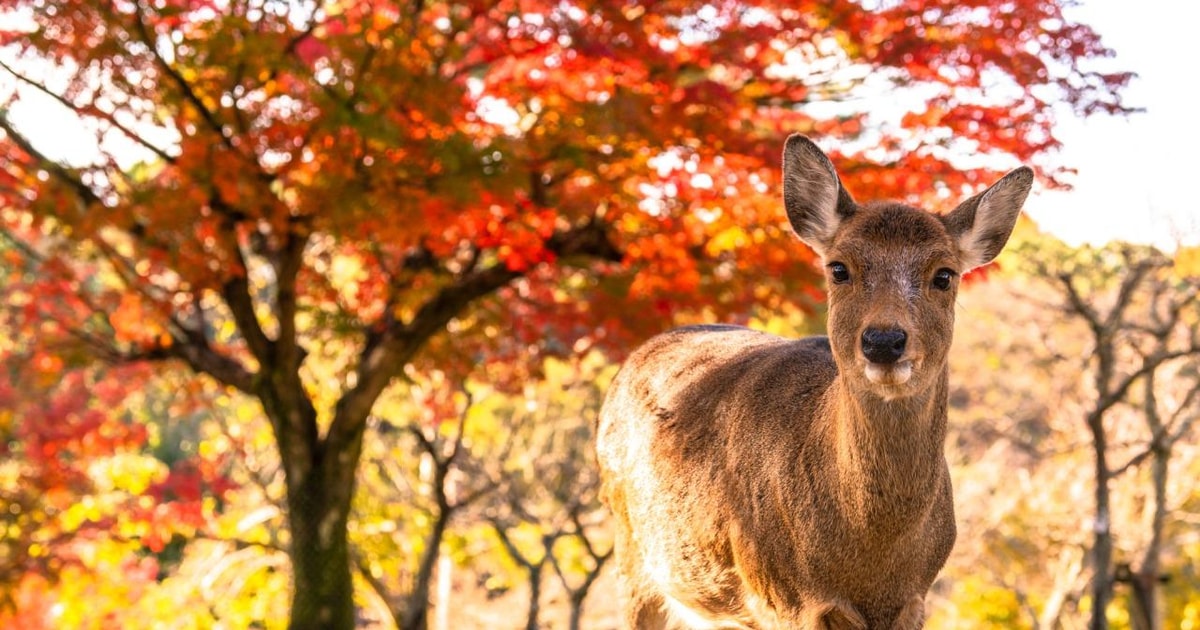 Osaka: 6-tägige Osaka-Regionaltour | GetYourGuide