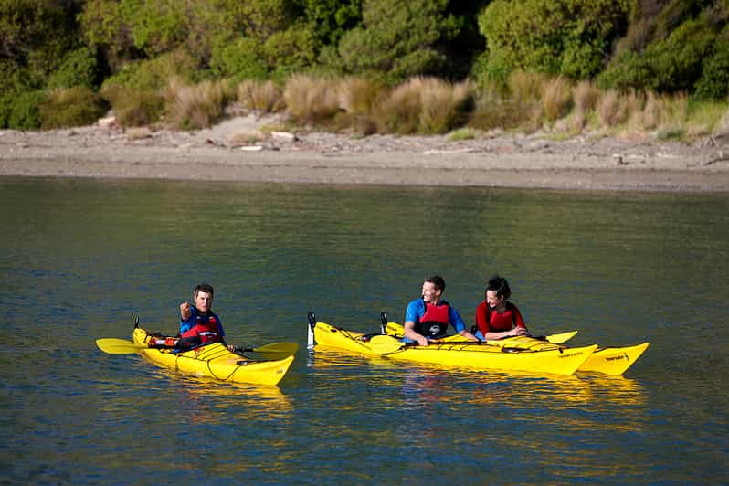 Auckland: Half-Day Sea Kayak Tour to Motukorea Island | GetYourGuide