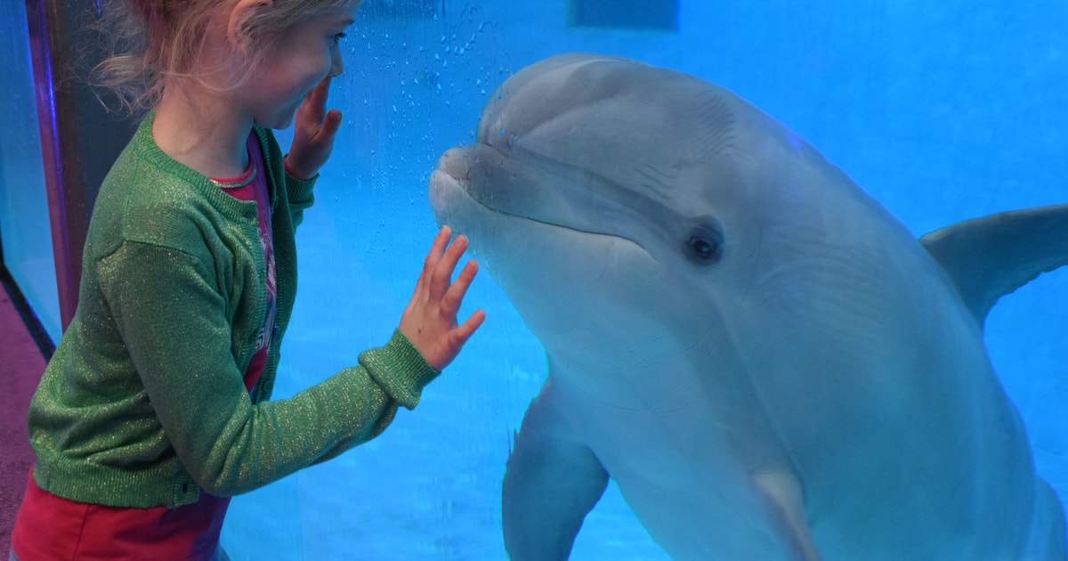 Bruges: AttractionPark and Dolphinarium at Boudewijn Seapark | GetYourGuide
