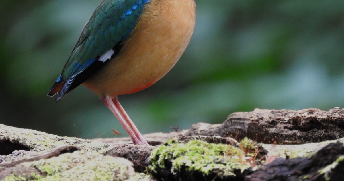 Birdwatching & Bird Photography at Thattekkad | GetYourGuide