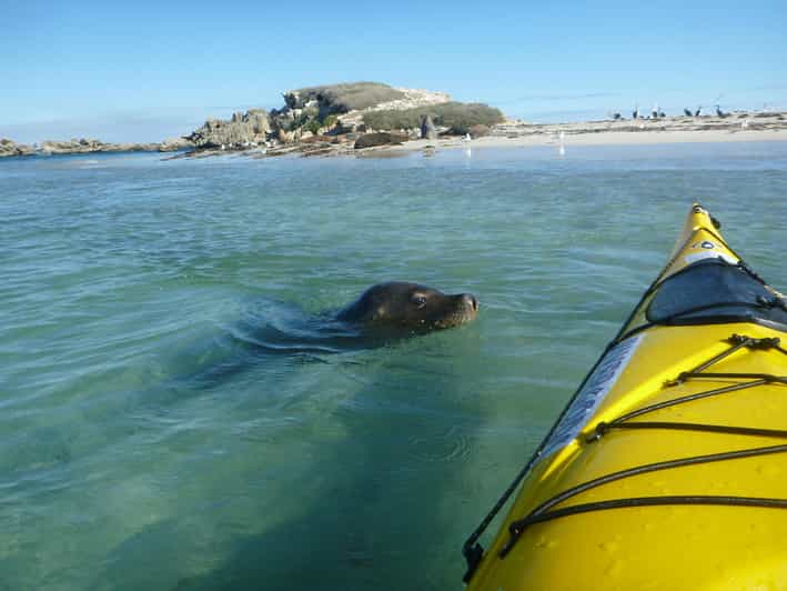 Perth: Shoalwater Islands Marine Park Sea Kayaking Tour | GetYourGuide