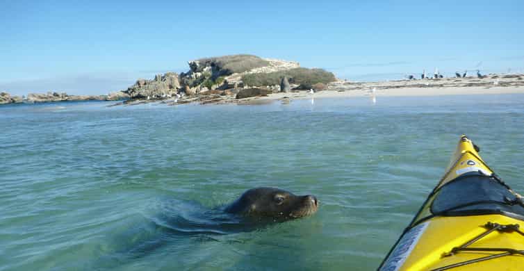 Perth: Shoalwater Islands Marine Park Sea Kayaking Tour | GetYourGuide
