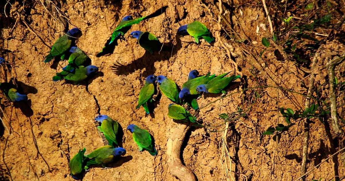 Papagayos Cachuela Collpa Cachuela | GetYourGuide