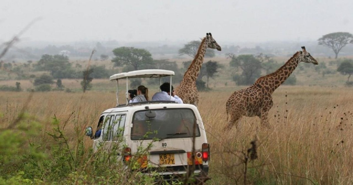 Nairobi National Park Game Drive. | GetYourGuide