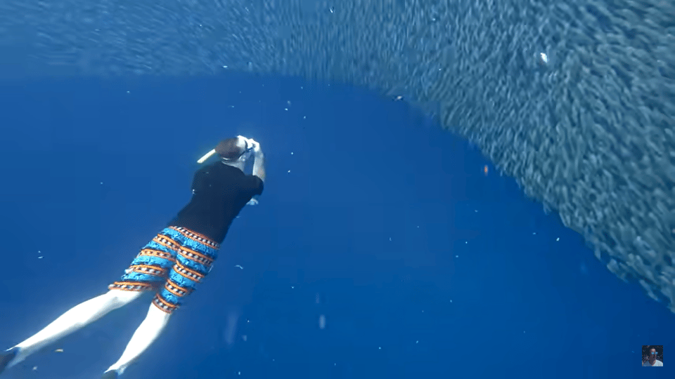 Cebu:Whale Shark Encounter &Moalboal Sardines &Turtle Thrill | GetYourGuide