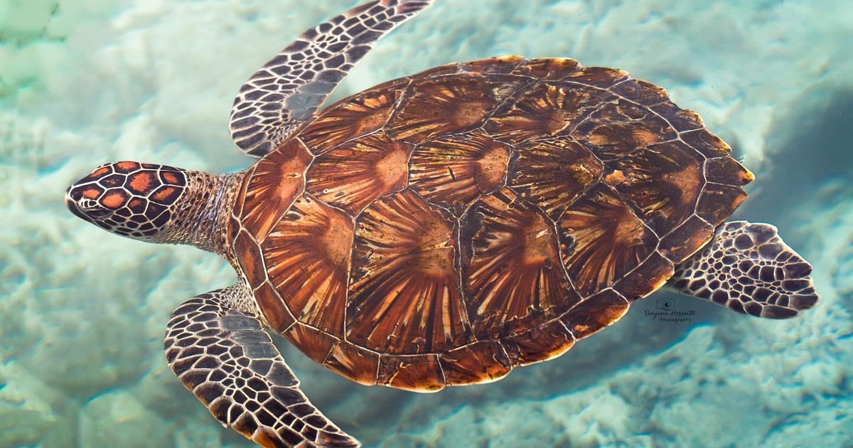 Zanzibar: Sea Turtle Swim at Salam Cave in Kizimkazi Village | GetYourGuide