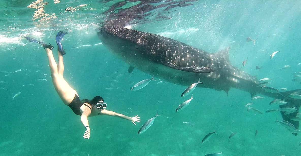 Cebu's Top: Whale Shark Encounter & Kawasan Canyoneering | GetYourGuide