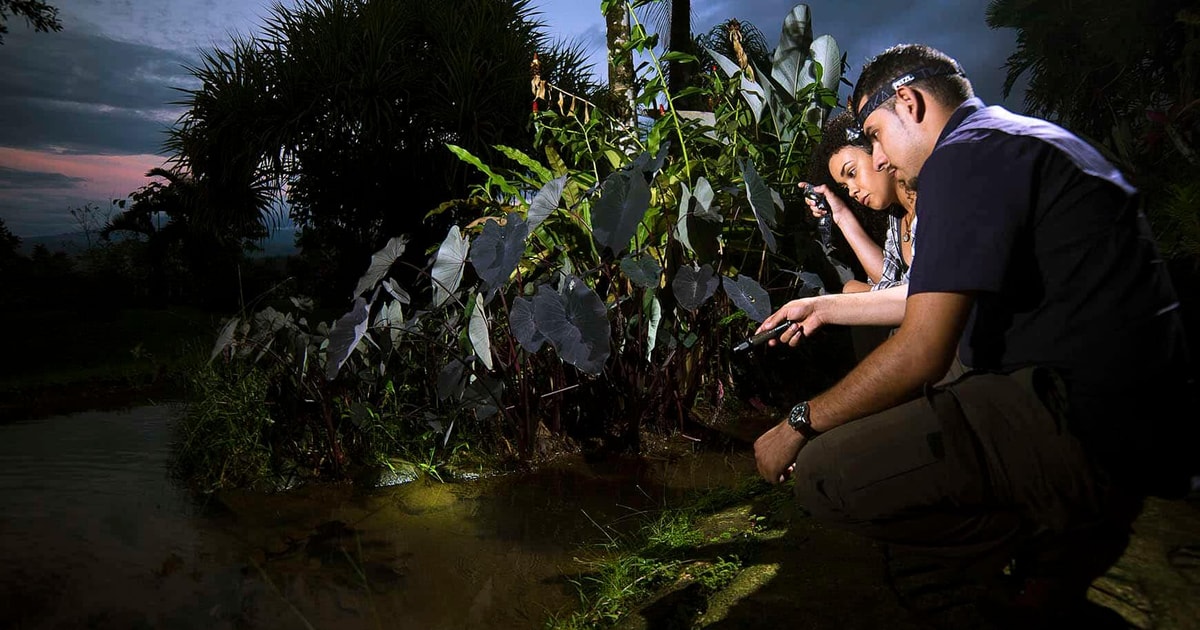 Jungle Night Walk/ Nocturnal wildlife and jungle sounds | GetYourGuide