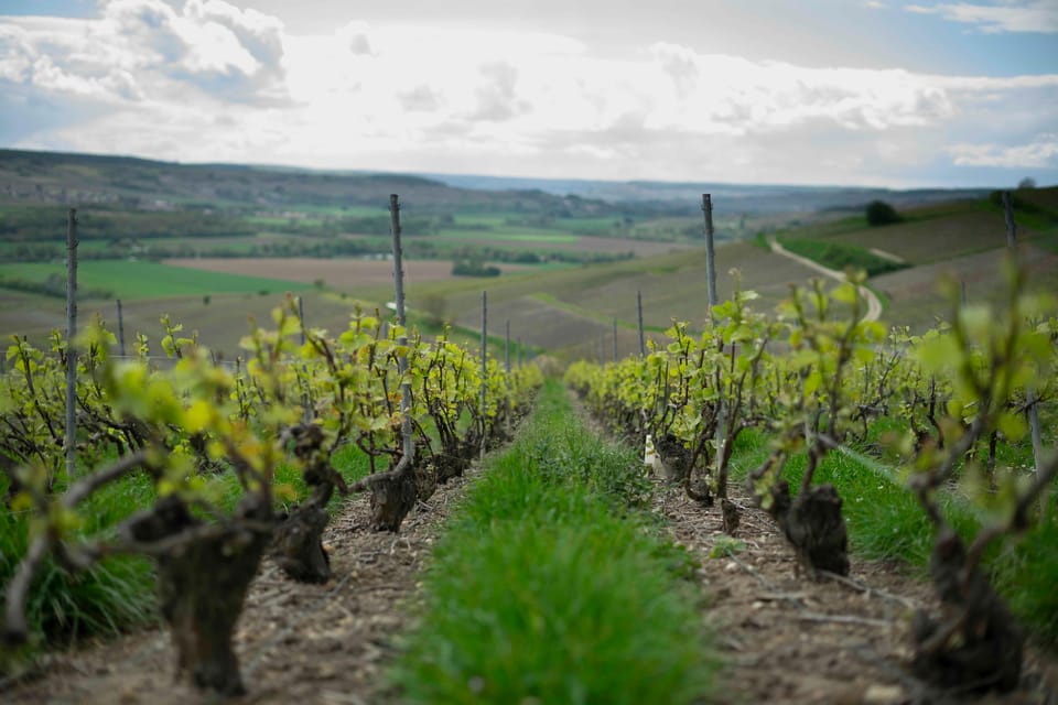 From Paris: Not Your Average Champagne Tour | GetYourGuide