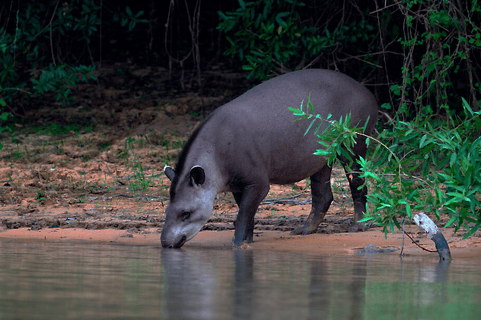 Manu Jungle Tour 5 Days | GetYourGuide