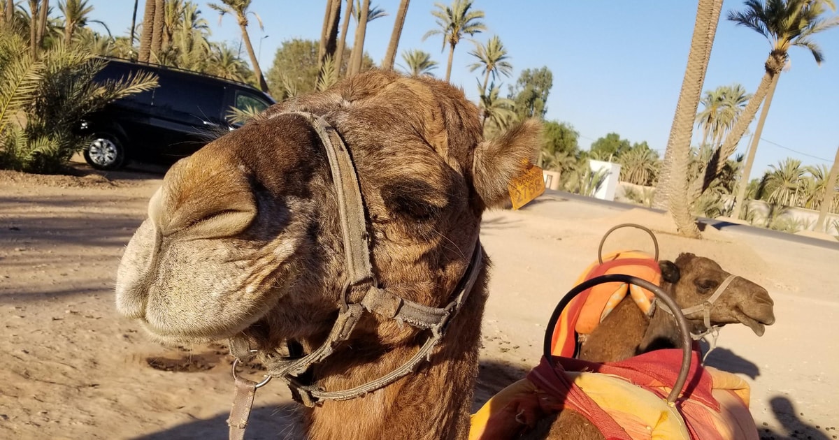 Camel ride tour in Palmerie of Marrakech | GetYourGuide
