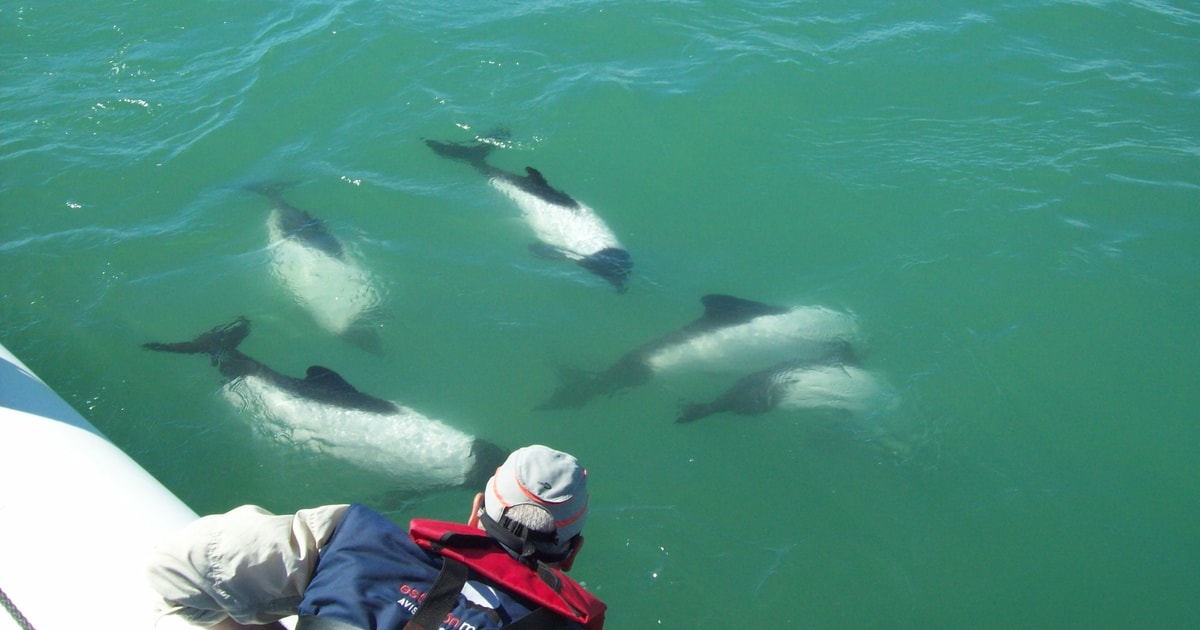 Punta Tombo+Rawson+Isla Escondida fra P. Madryn eller Trelew | GetYourGuide