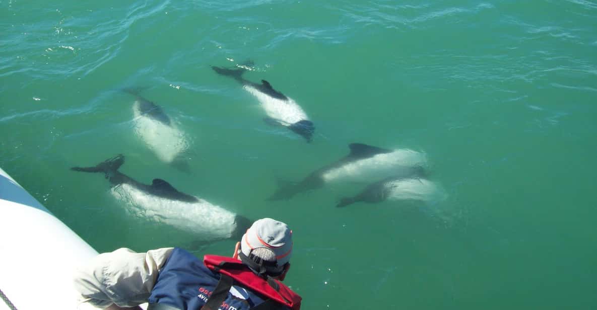 Punta Tombo + Rawson + Isla Escondida from Puerto Madryn | GetYourGuide