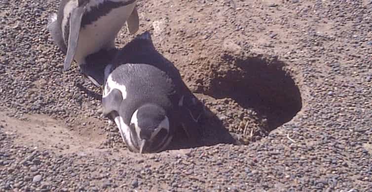 Punta Tombo + Rawson + Isla Escondida from Puerto Madryn | GetYourGuide