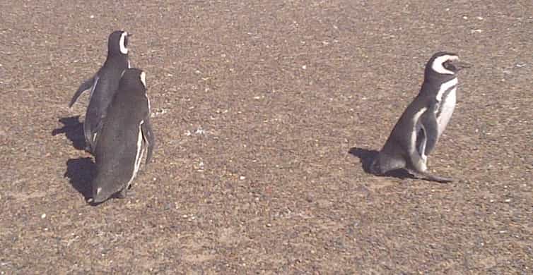 Punta Tombo + Rawson + Isla Escondida from Puerto Madryn | GetYourGuide